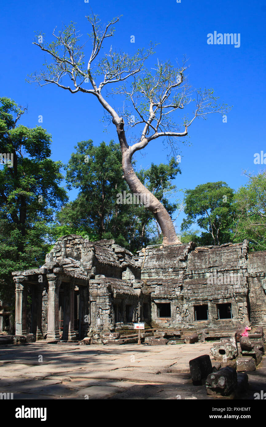 Ta prohm ruins, Angkor Wat, Cambodia Stock Photo - Alamy