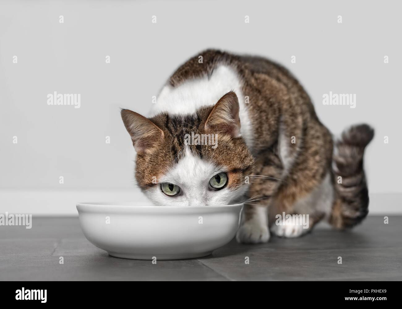 Cat eating meal tabby domestic hi-res stock photography and images - Alamy