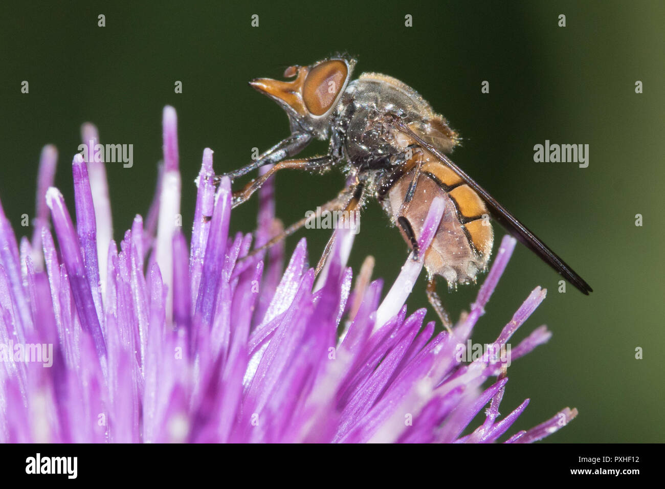 Rhingia campestris hi-res stock photography and images - Alamy