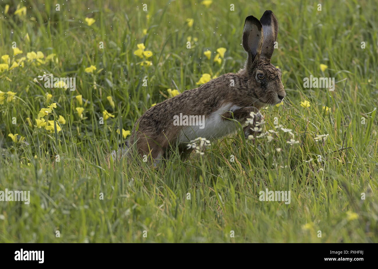 Hare jumping hi-res stock photography and images - Alamy