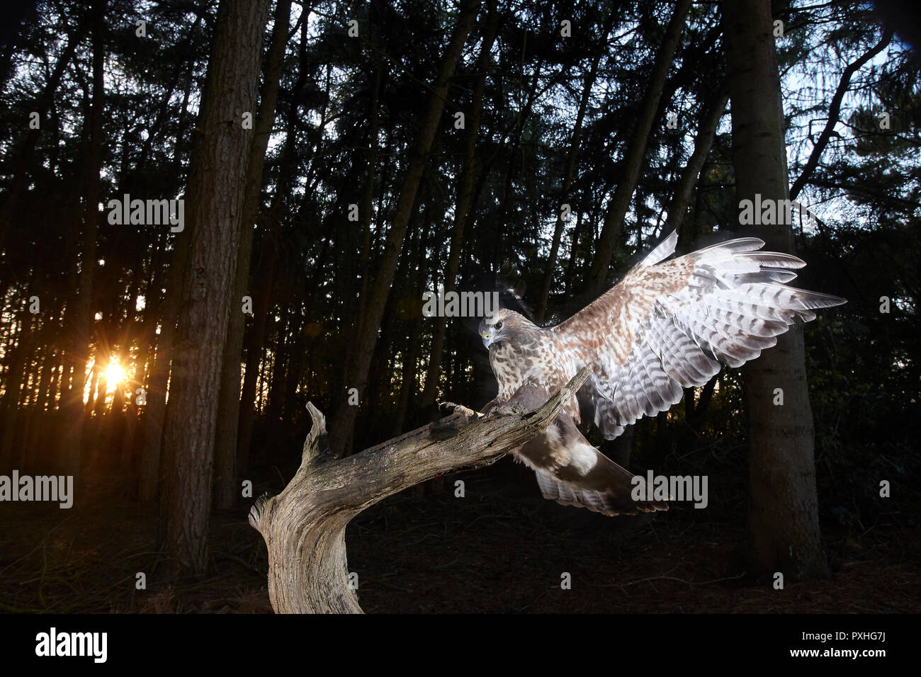 Common Buzzard, Buteo buteo, landing on a tree branch, caught using a ...