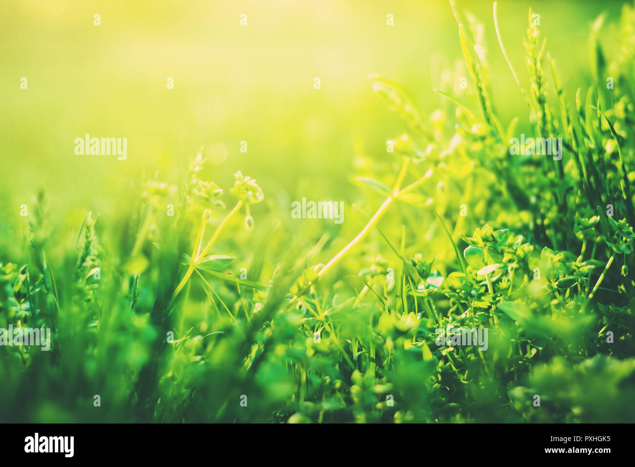 Green grass background with copy space. Nature sunlight Stock Photo - Alamy