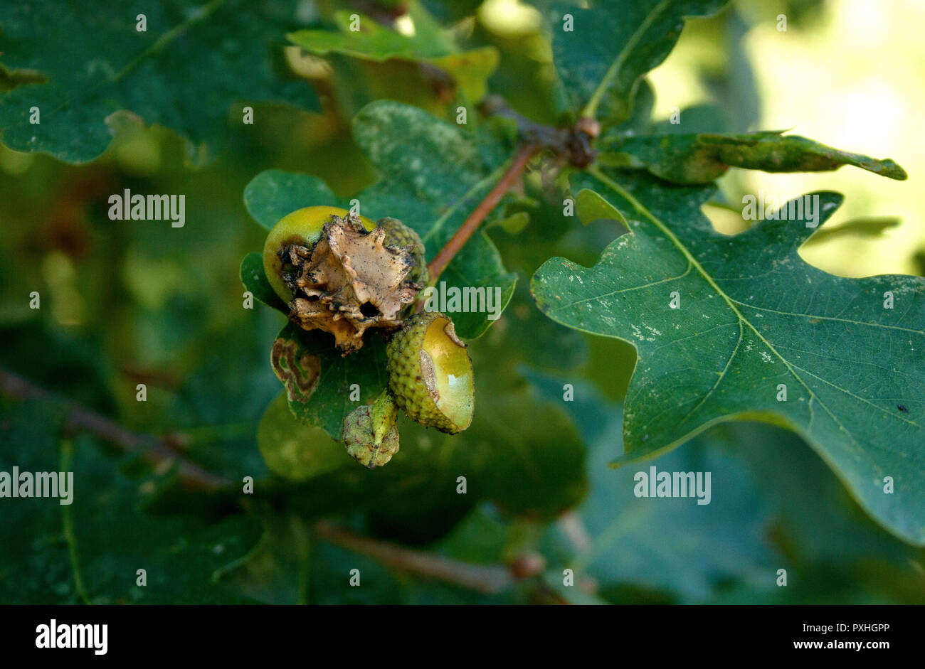 Deformed fruit hi-res stock photography and images - Alamy