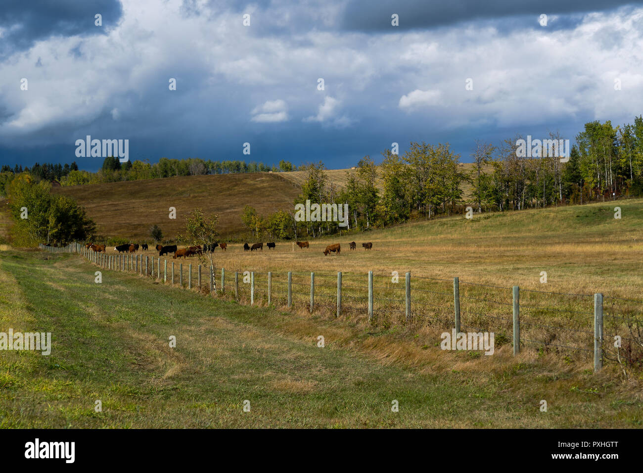 Canada alberta beef hi-res stock photography and images - Alamy