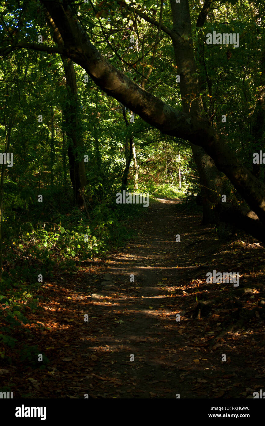 Claybury forest hi-res stock photography and images - Alamy