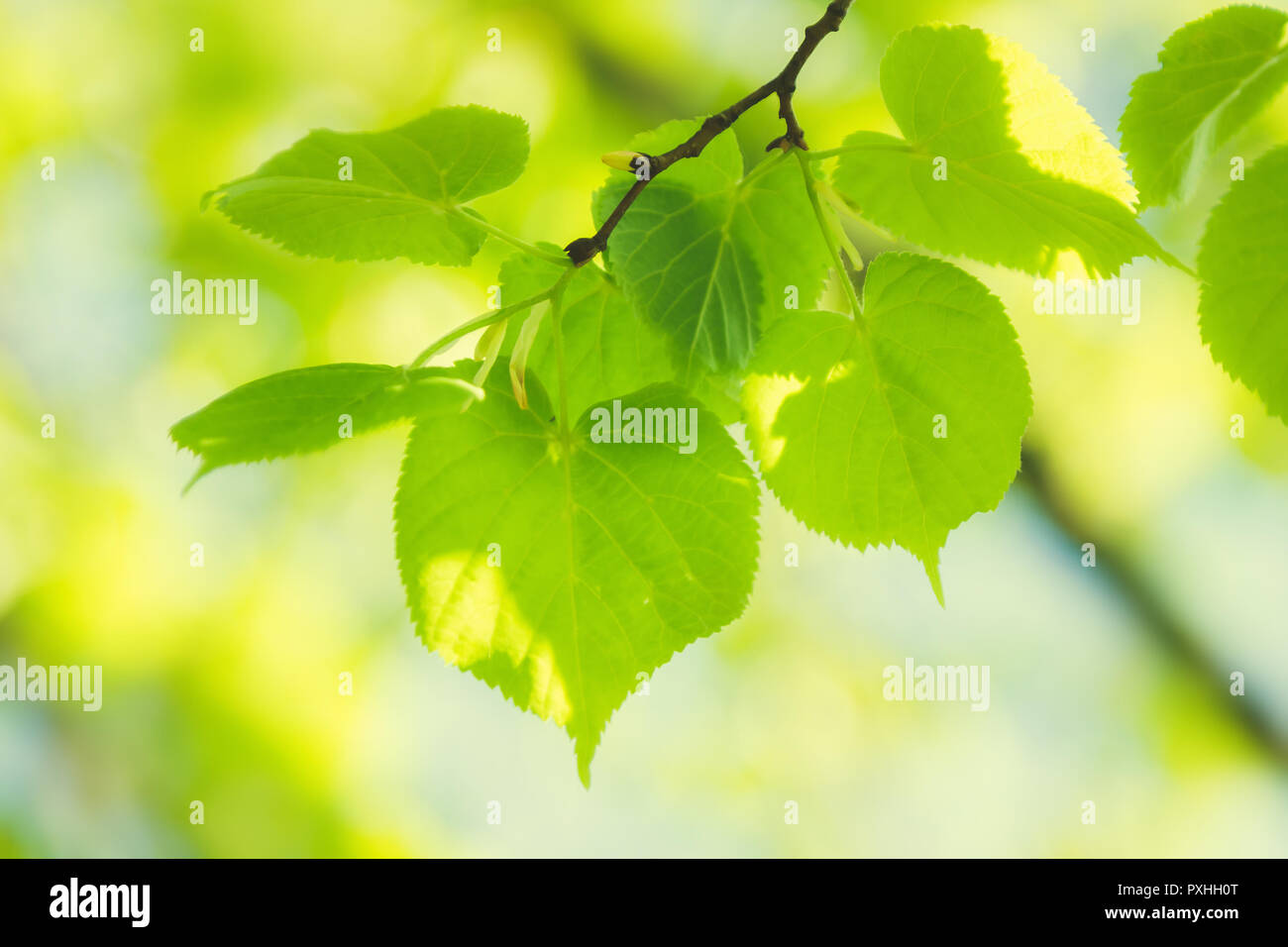Beautiful green fresh leaves on tree. Nature leaf foliage background ...