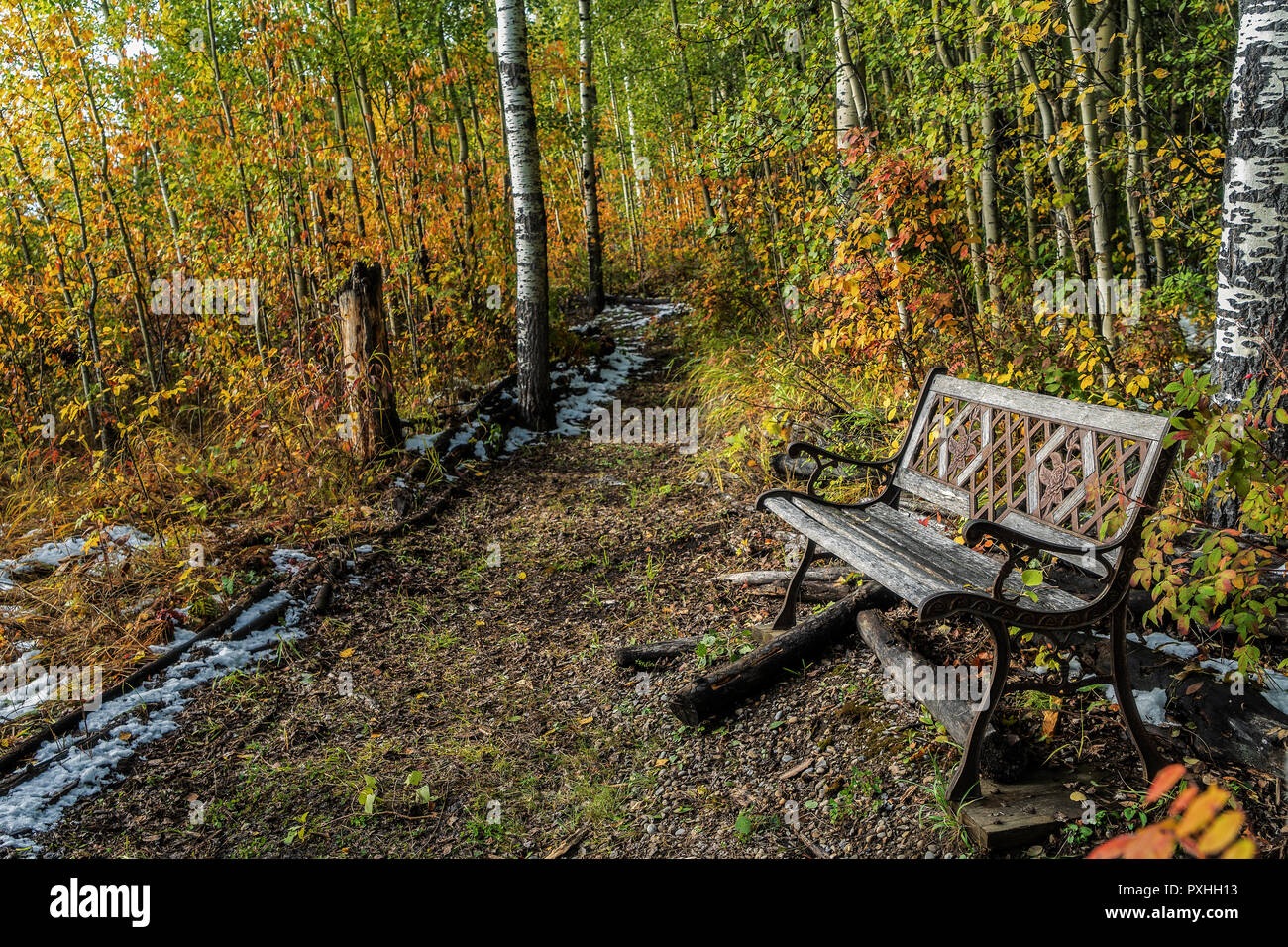 A rustic bench along a woodland path Stock Photo - Alamy
