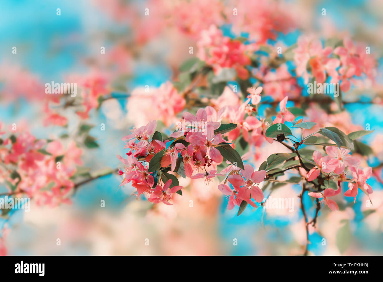 Pink flowers blossom on tree over blue sky in spring. Nature beautiful ...
