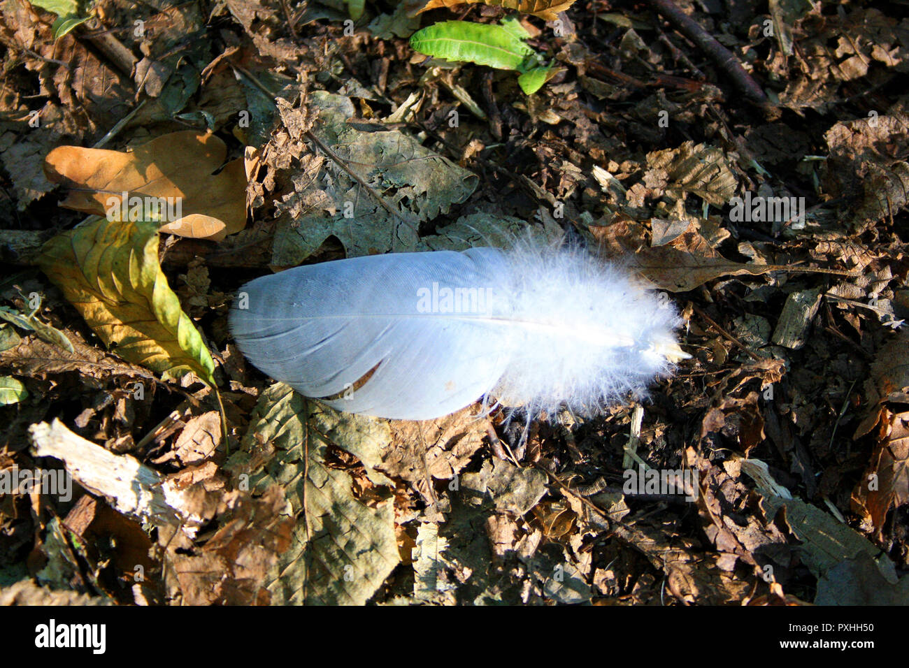 Claybury forest hi-res stock photography and images - Alamy