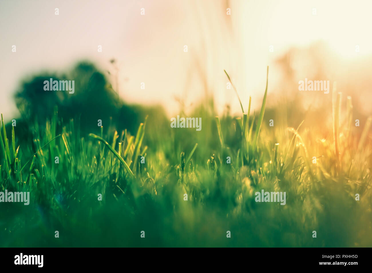 Green grass background with sun shine. Summer sunset nature landscape ...