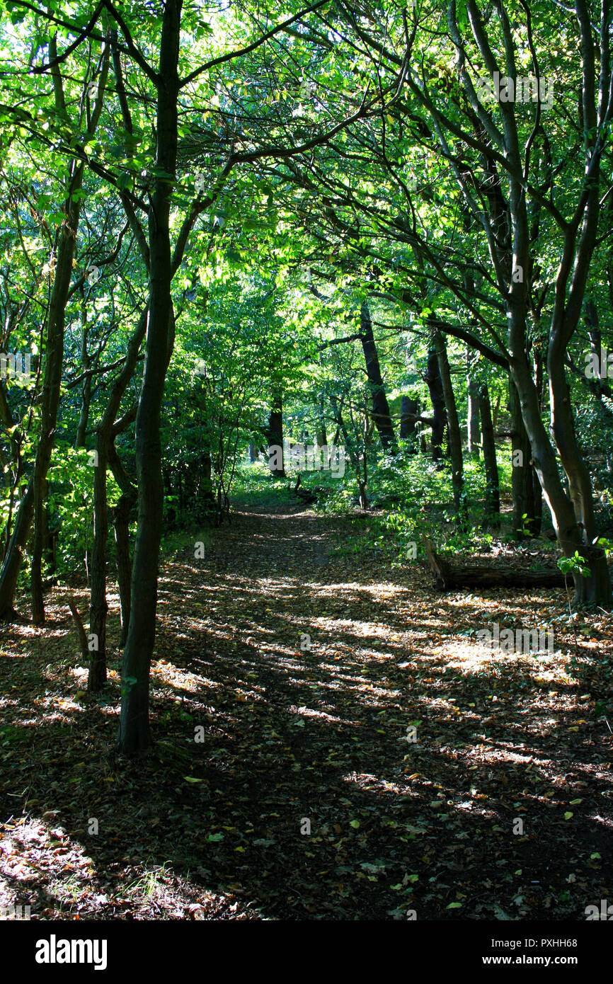Path through the trees hi-res stock photography and images - Alamy