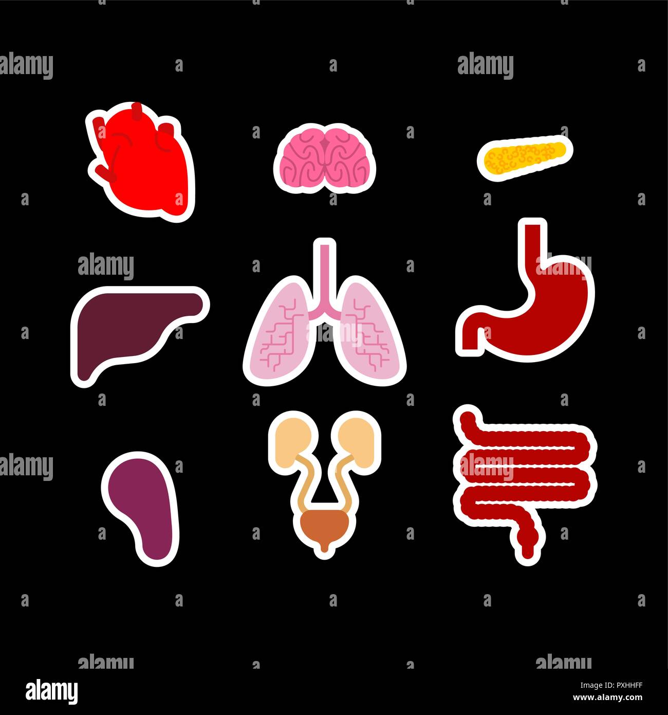 Human anatomy organs Internal set. Heart and brain. Liver and stomach ...