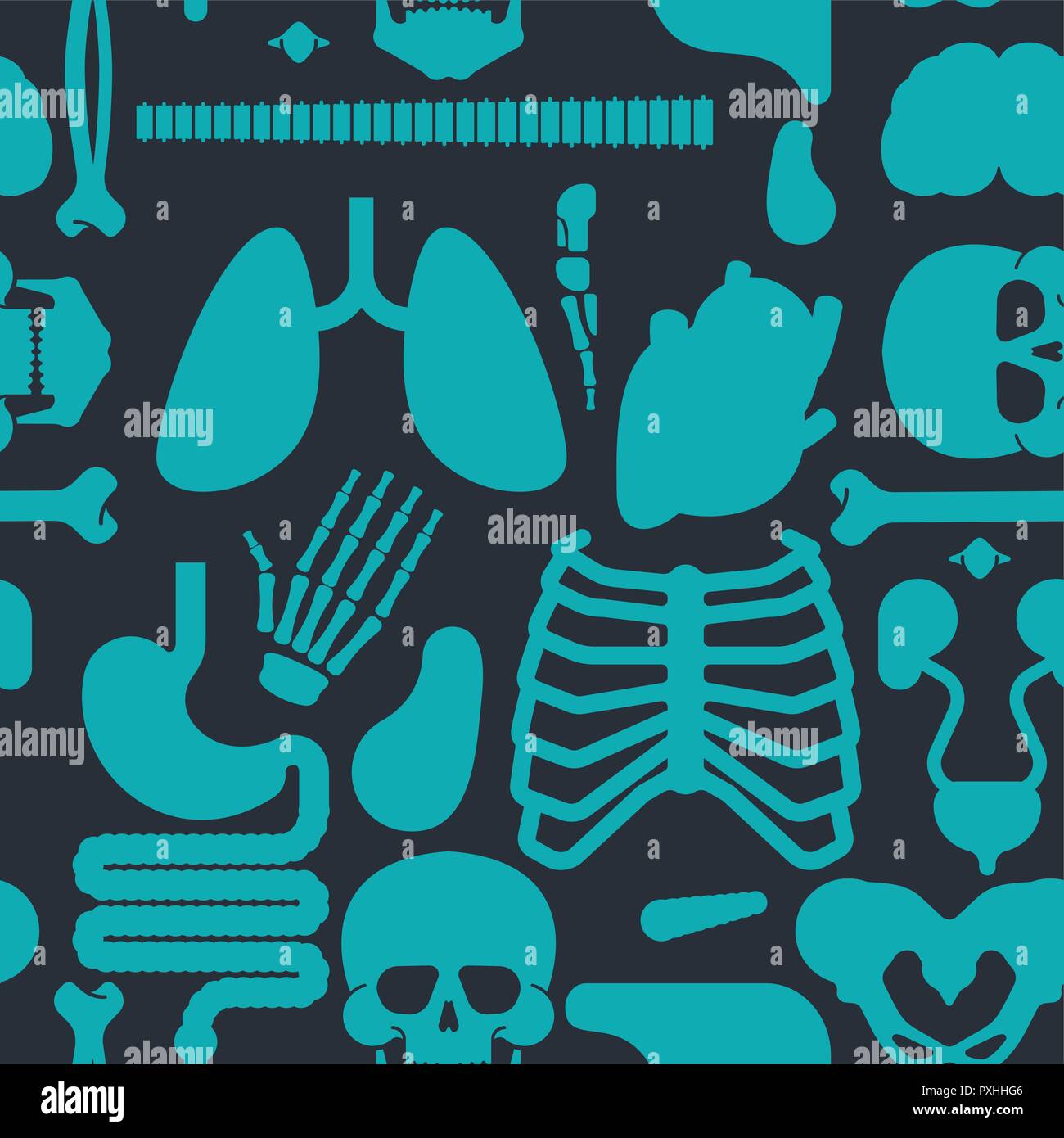 Human anatomy pattern seamless. Skeleton and Internal organs background ...