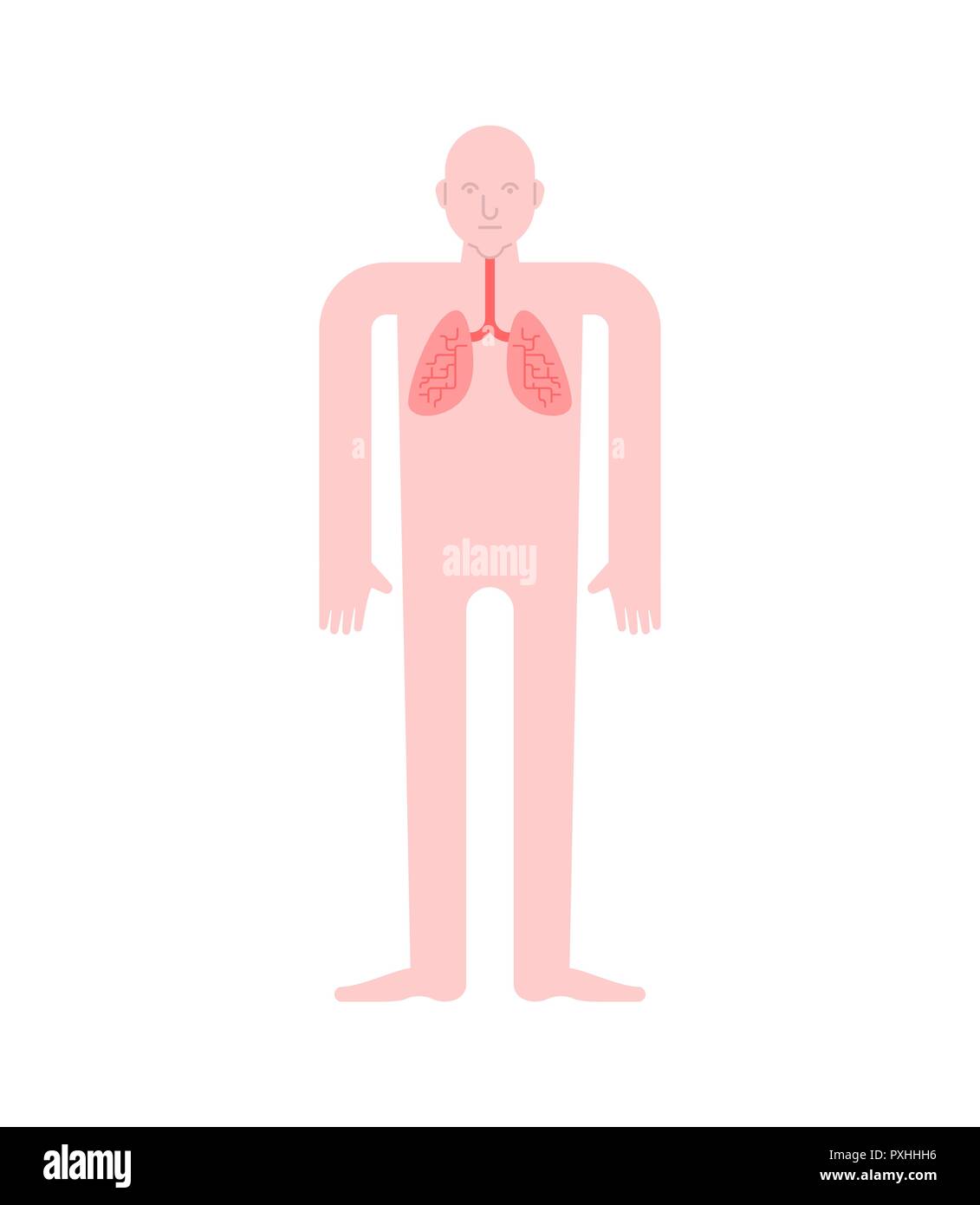 Organs Clipart Respiration Pencil And In Color Organs