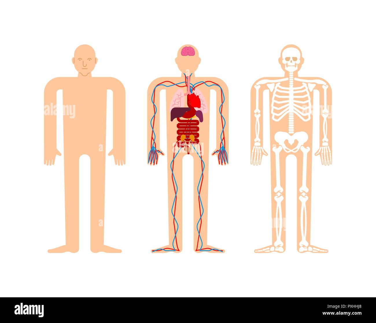 Human anatomy. Skeleton and Internal organs. Systems of man body and ...