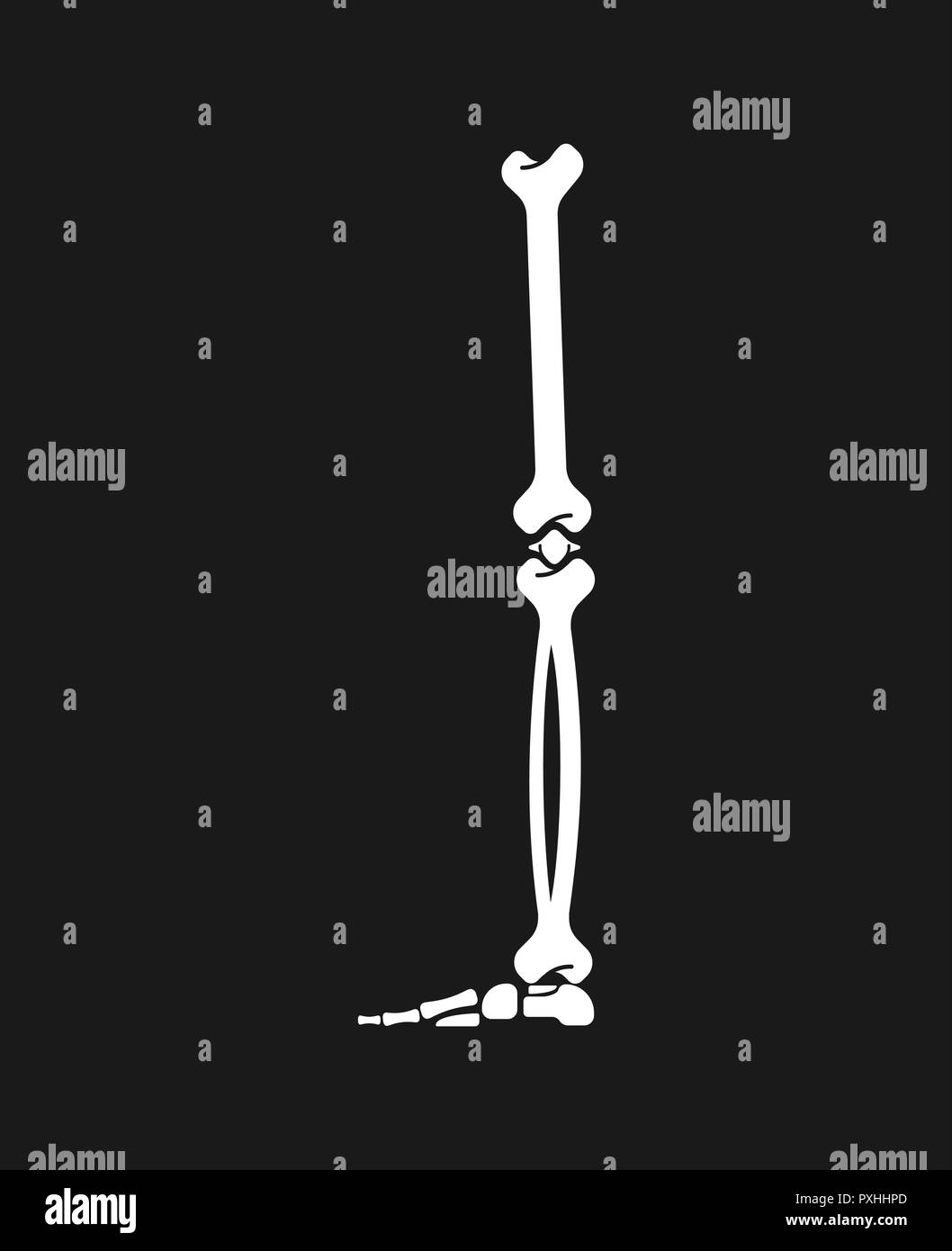 Leg bone. Skeleton anatomy human. Skeletal system cross section. vector ...