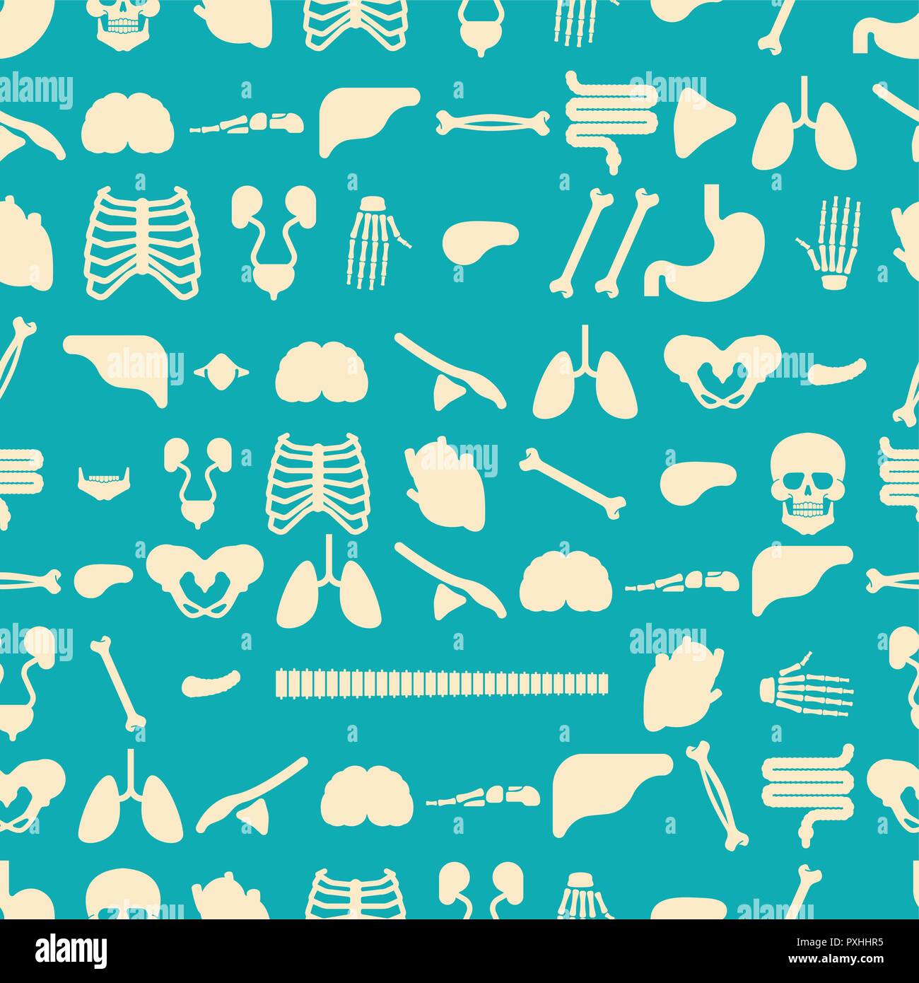 Human anatomy pattern seamless. Skeleton and Internal organs background ...