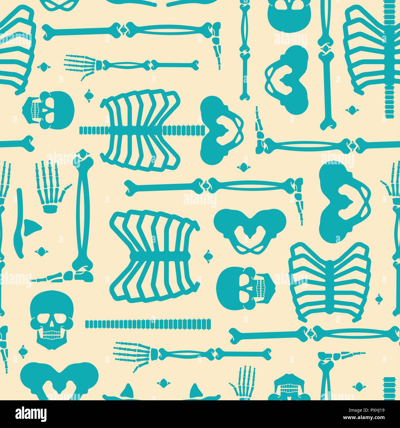 Skeleton anatomy human pattern seamless. Skeletal system cross section ...
