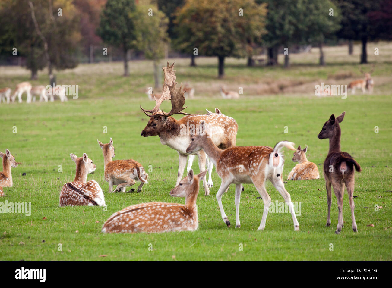 Deer Tatton Park