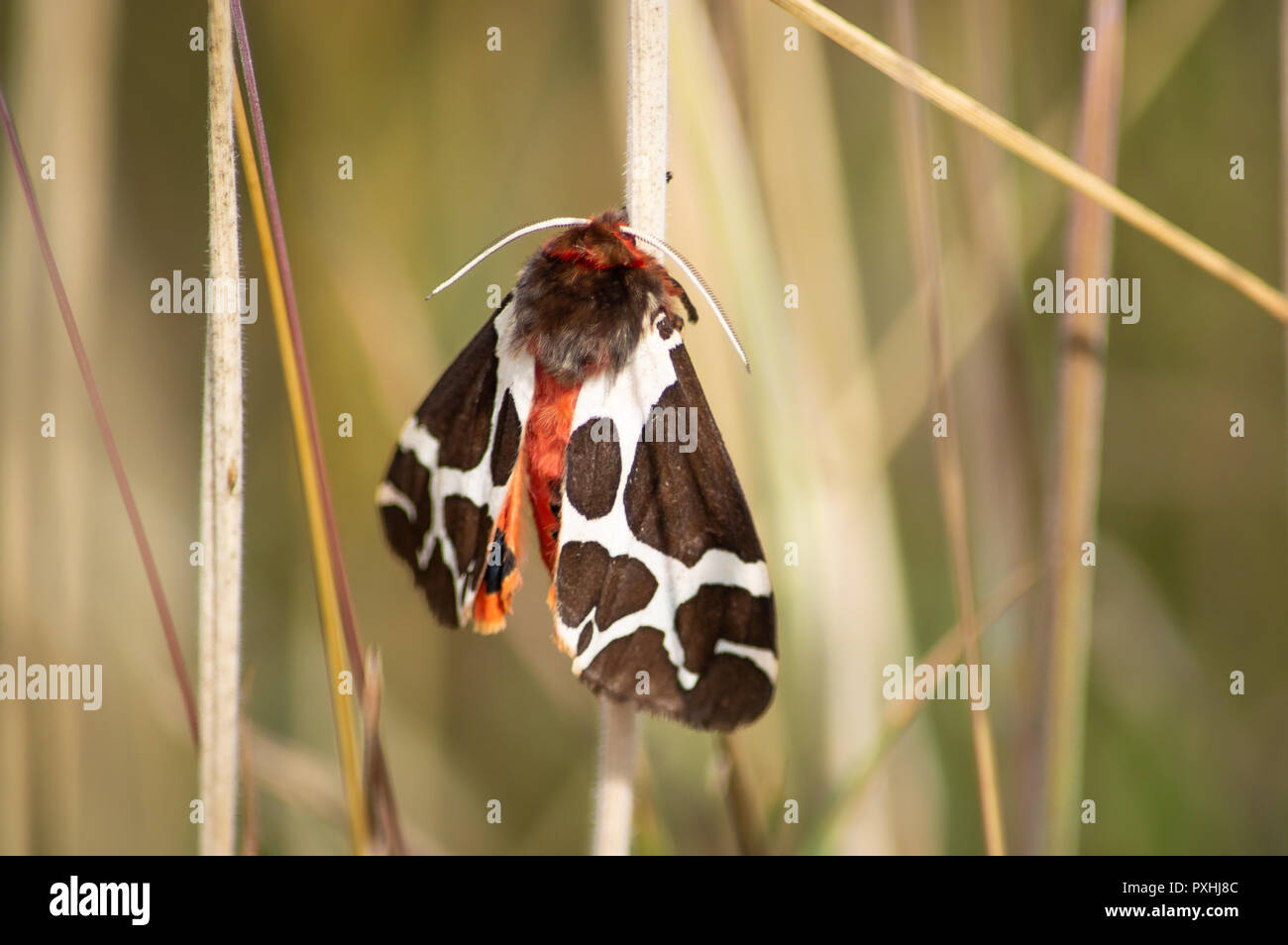 Hay moth hi-res stock photography and images - Alamy