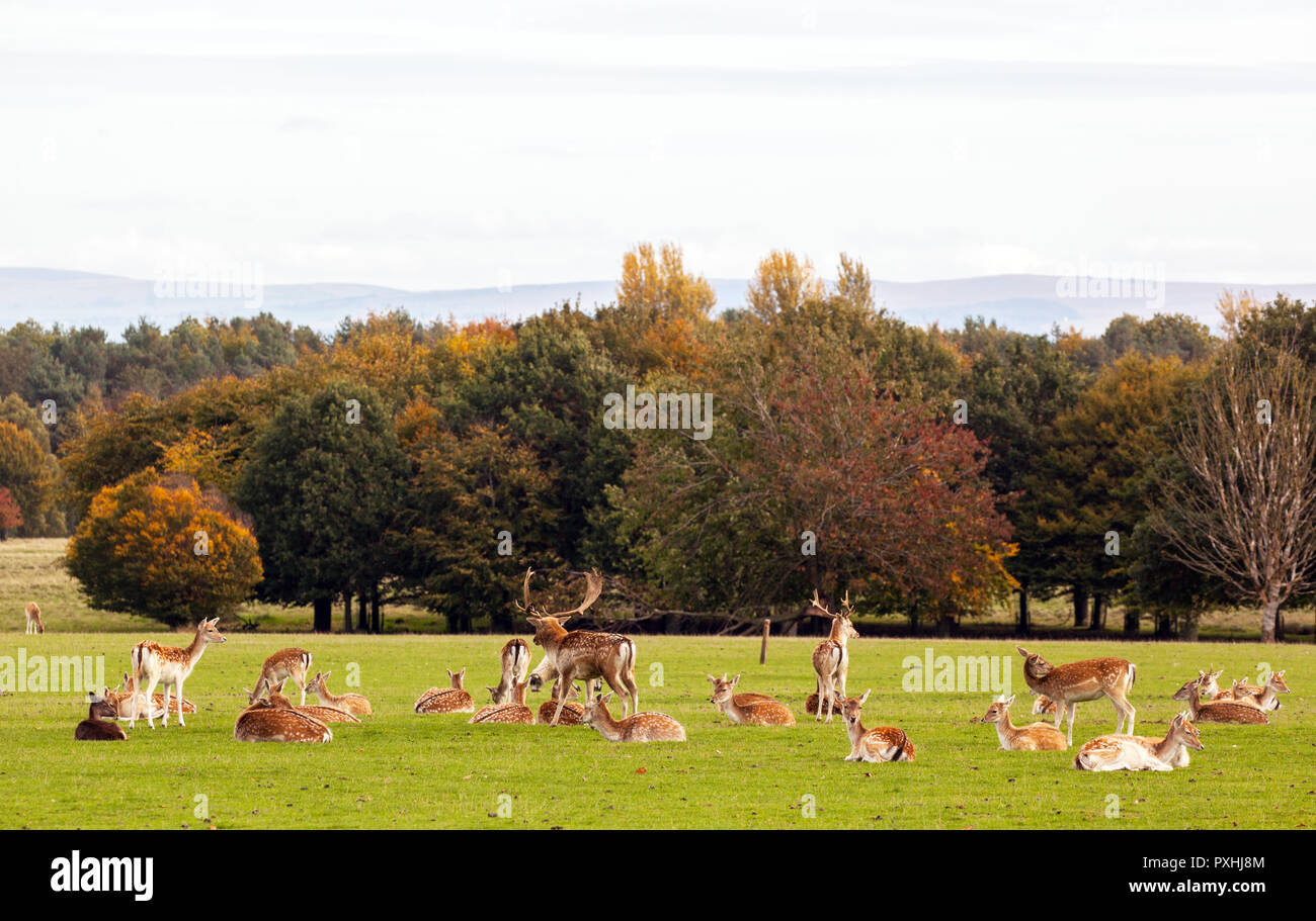 Red deer Cervus elaphus during rutting season at the National trust ...