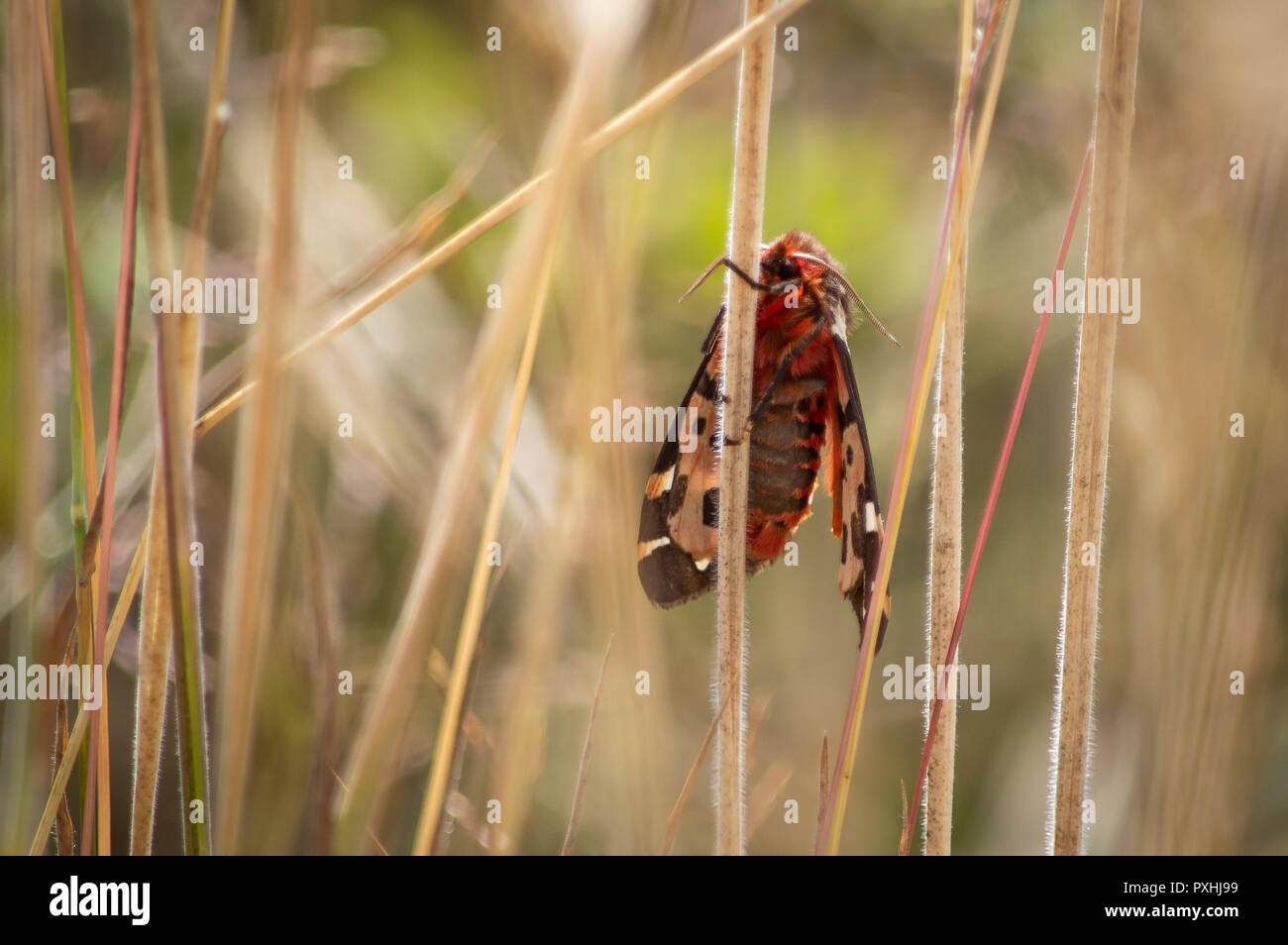 Hay moth hi-res stock photography and images - Alamy
