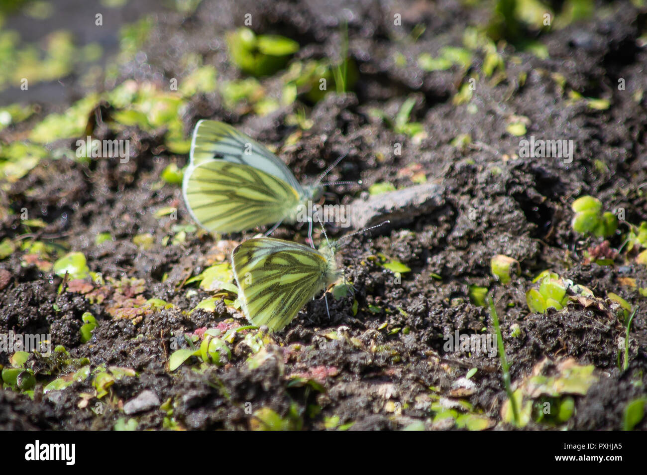 Green-veined White butterflies mud-puddling Stock Photo - Alamy