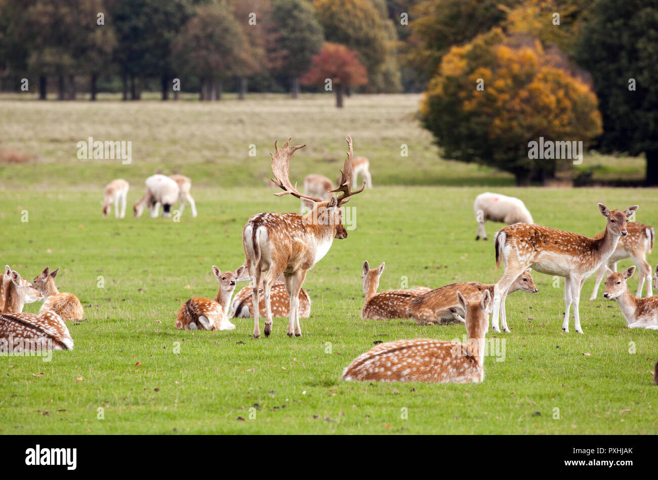 Red deer Cervus elaphus during rutting season at the National trust ...
