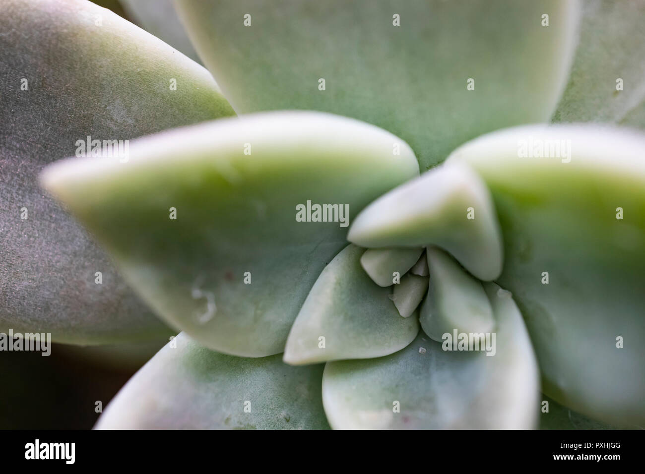 close up mescal plant in nature Stock Photo - Alamy