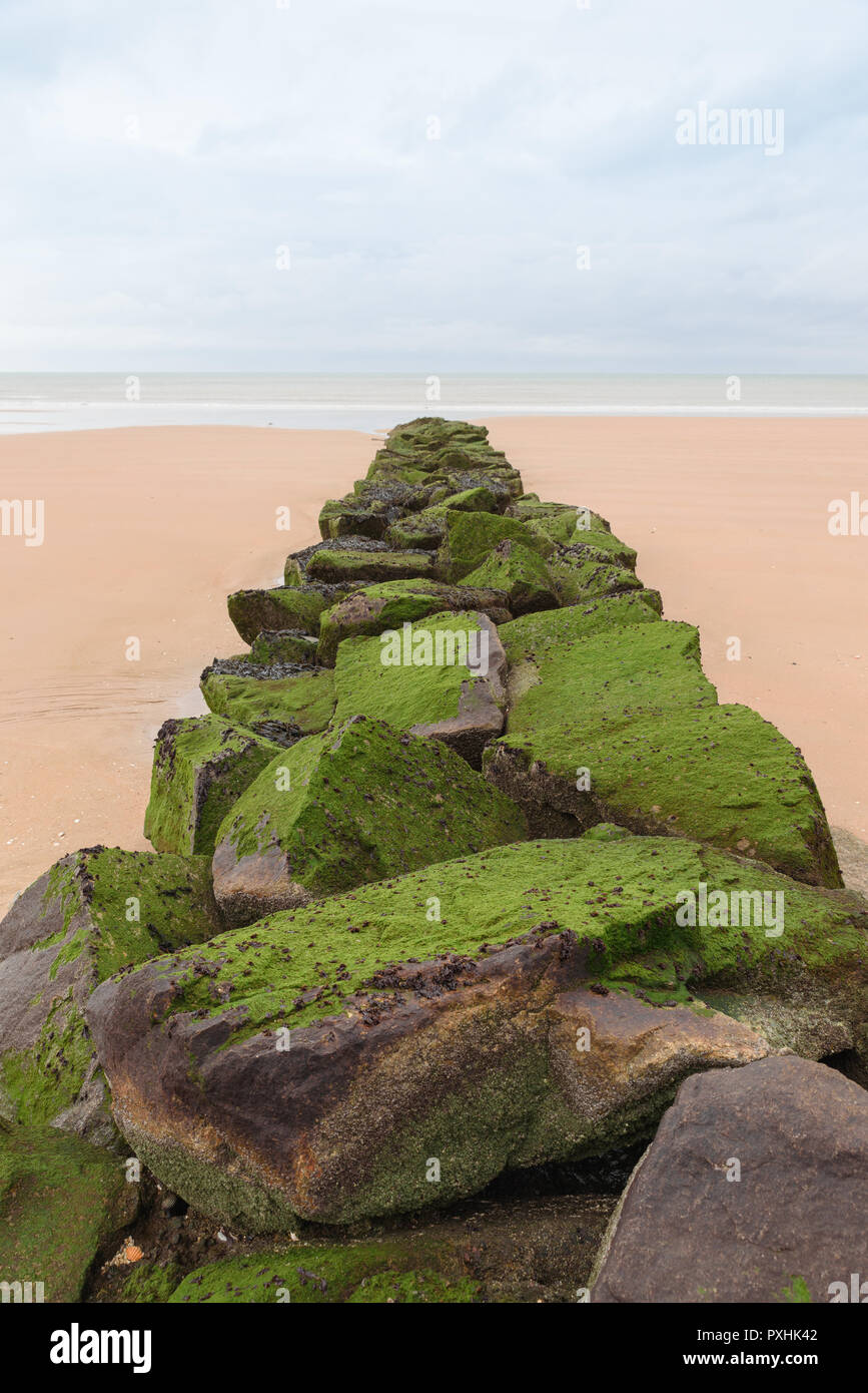 Stone green wall barrier on the beach with moss vegetation in Normandy ...