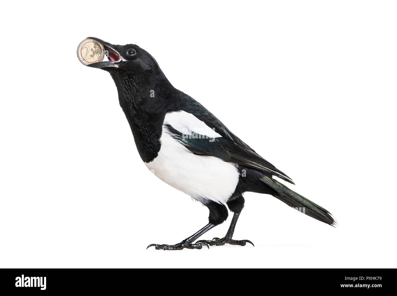 Magpies Cut Out Stock Images & Pictures - Alamy