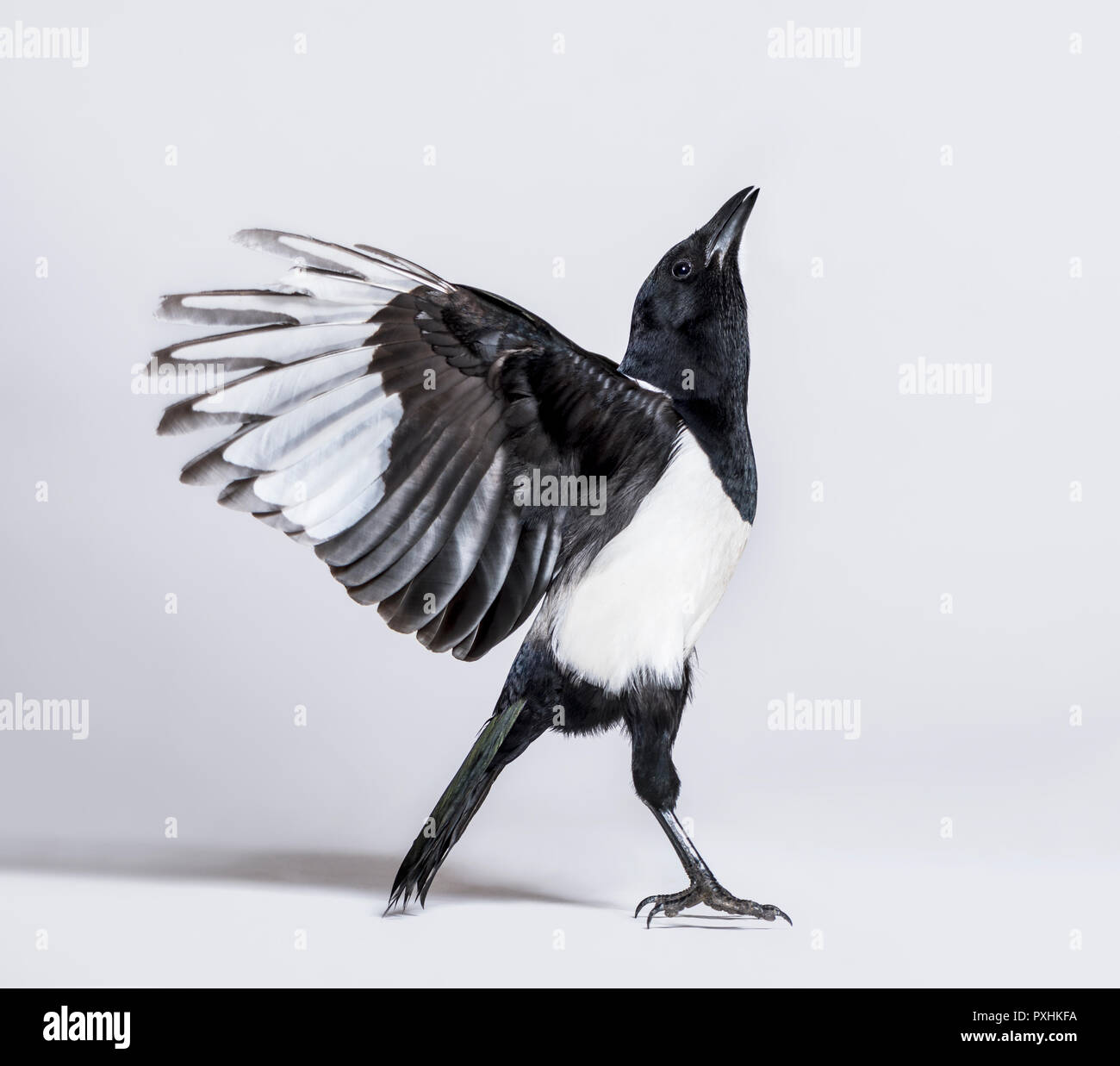 Common Magpie, Pica pica, spreading wings to take off, in front of ...
