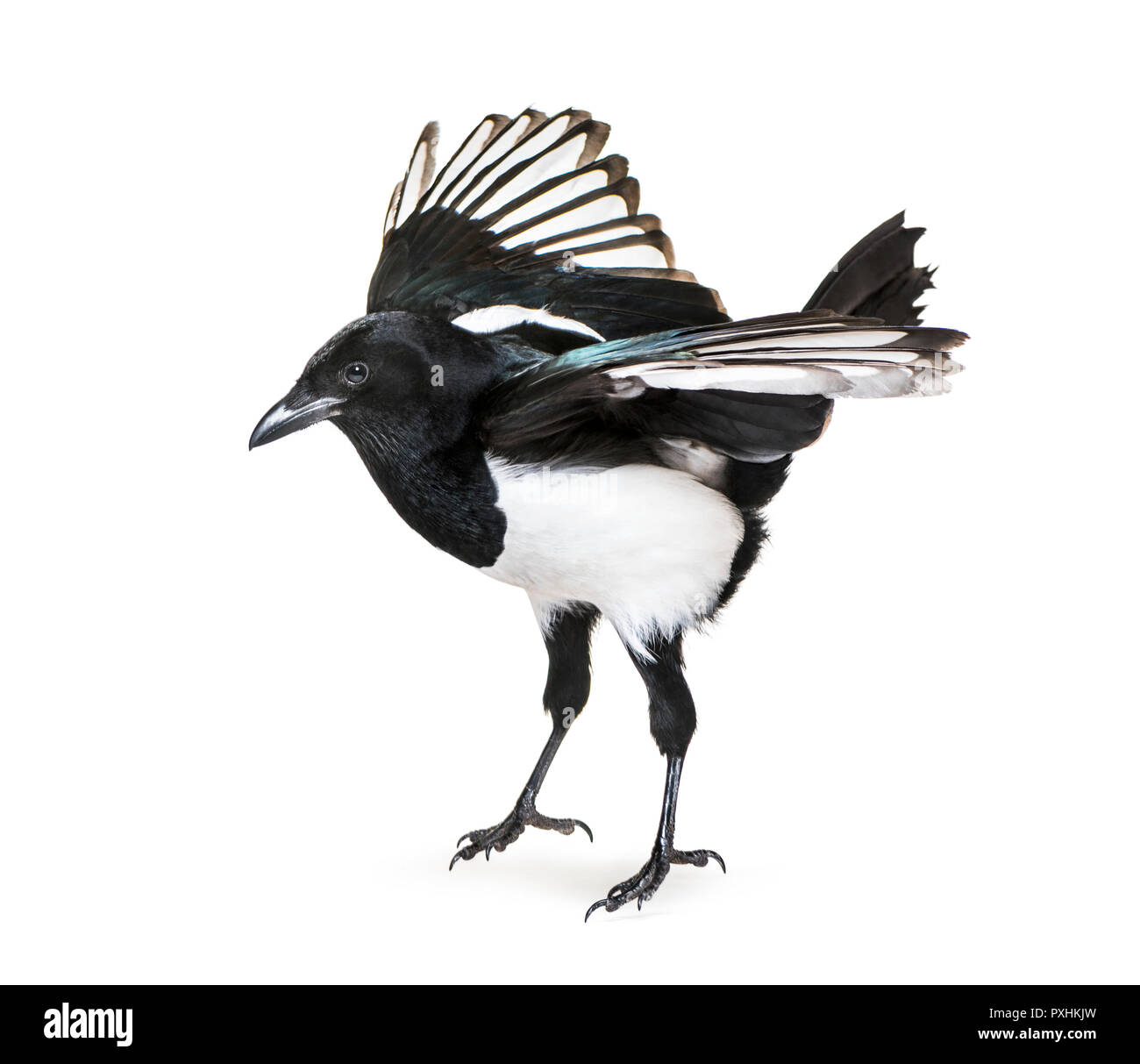 Magpies Cut Out Stock Images & Pictures - Alamy