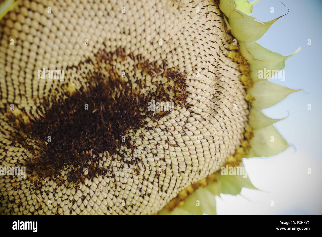 Ripe sunflower hi-res stock photography and images - Alamy