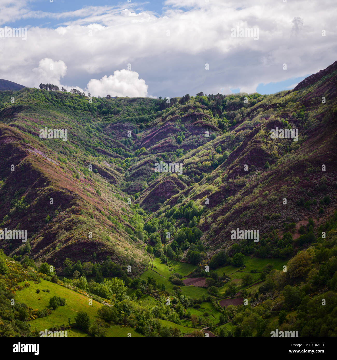 Karstic landscape of limestone mounds emerging between deciduous ...