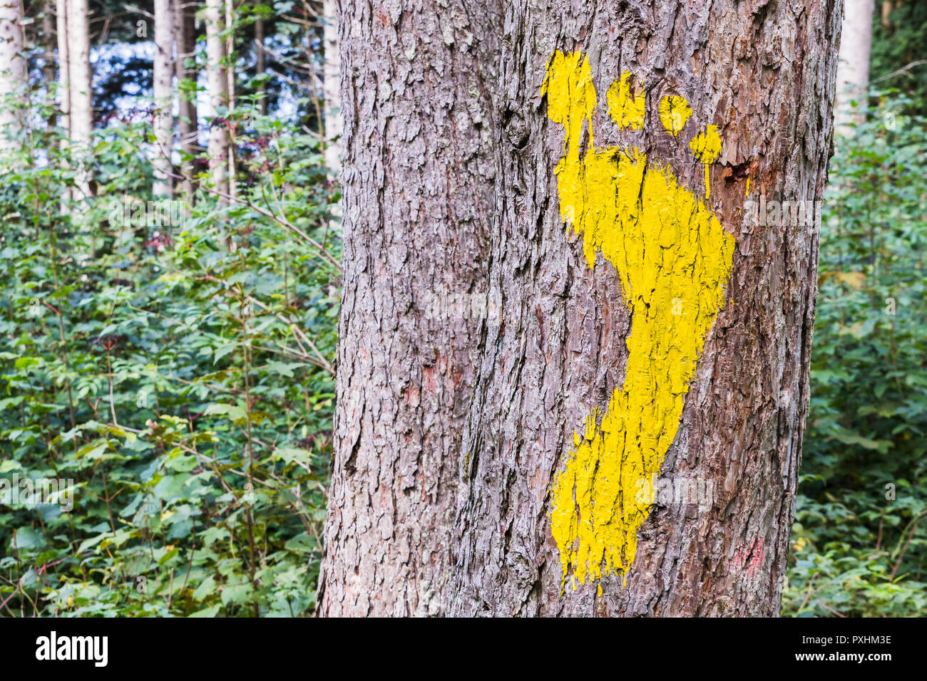 A Yellow footprint signs on a tree in the forest for pedestrian. Symbol ...