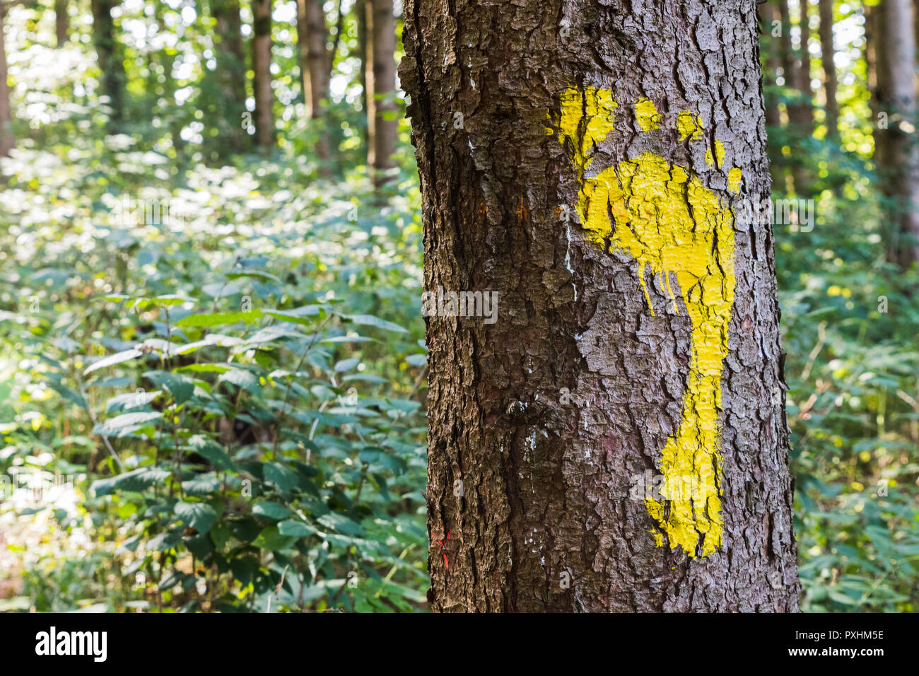 A Yellow footprint signs on a tree in the forest for pedestrian. Symbol ...