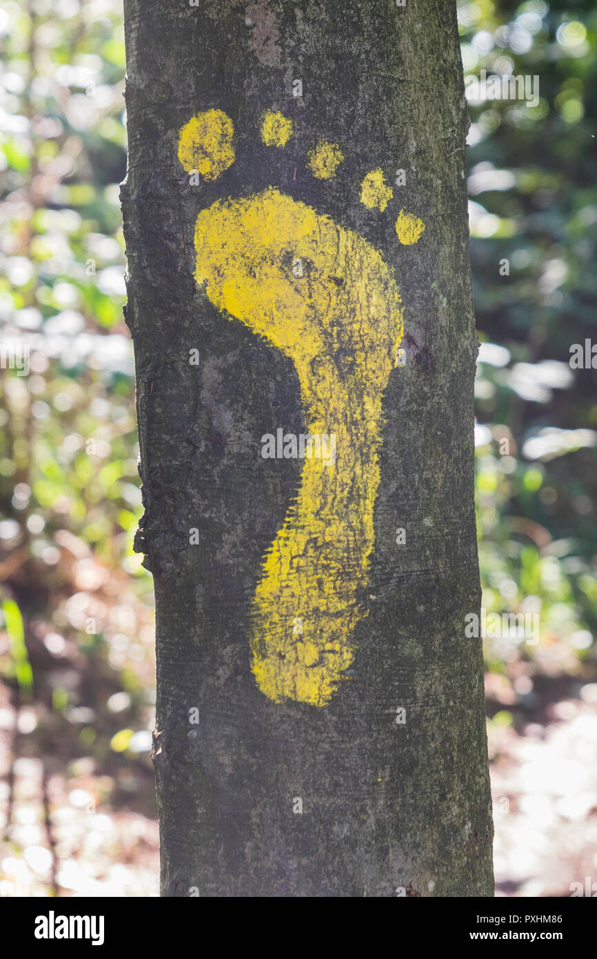 A Yellow footprint signs on a tree in the forest for pedestrian. Symbol ...