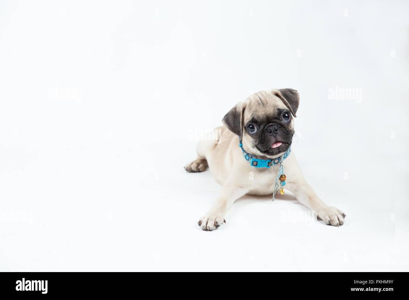 Cute pug puppy lying down isolated in white background Stock Photo - Alamy