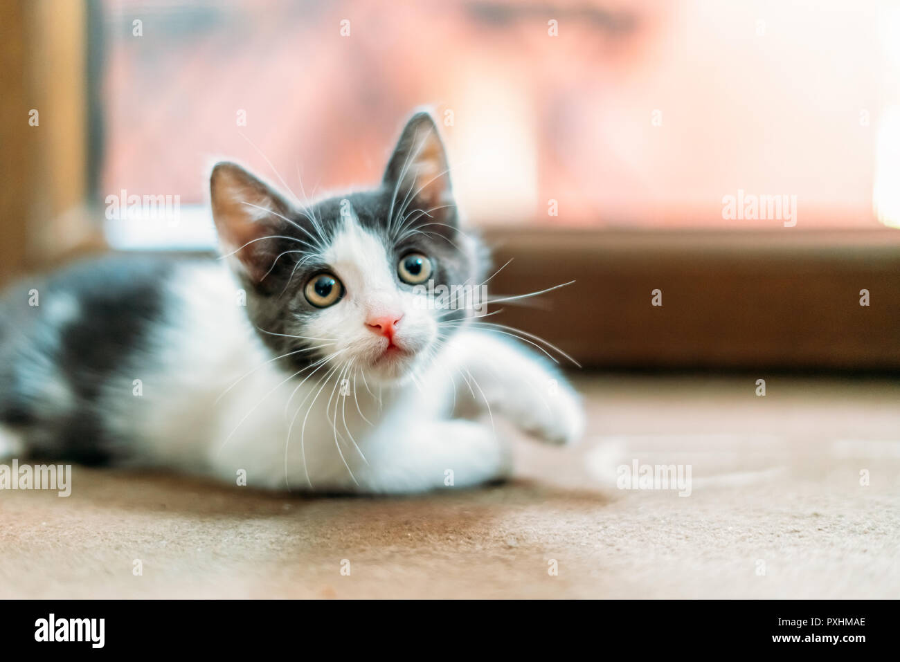 Cute Baby Cat Portrait At Home Stock Photo - Alamy