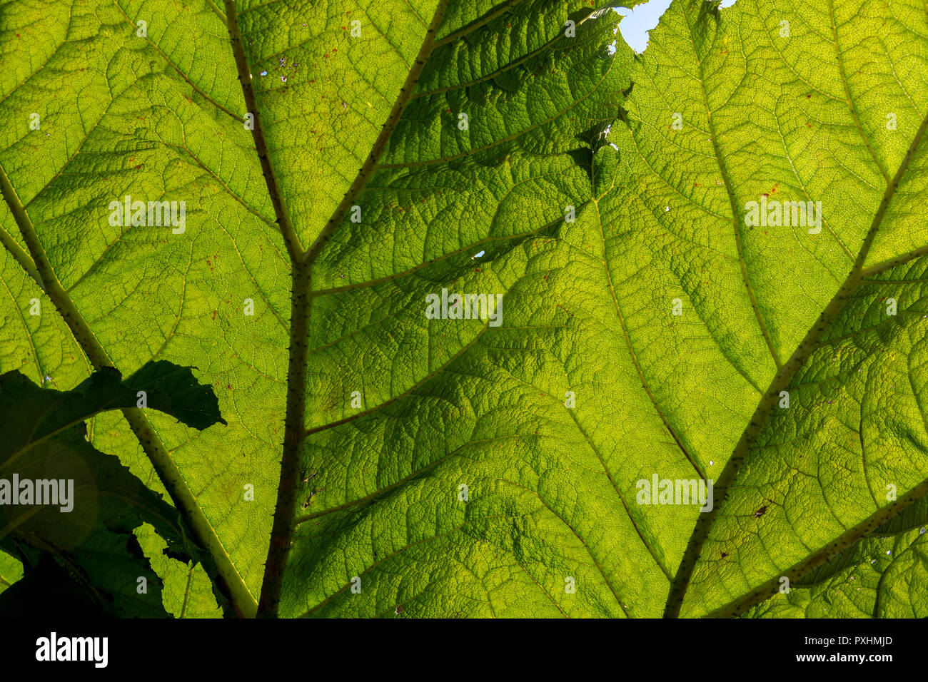 Spiky Leaf High Resolution Stock Photography and Images - Alamy