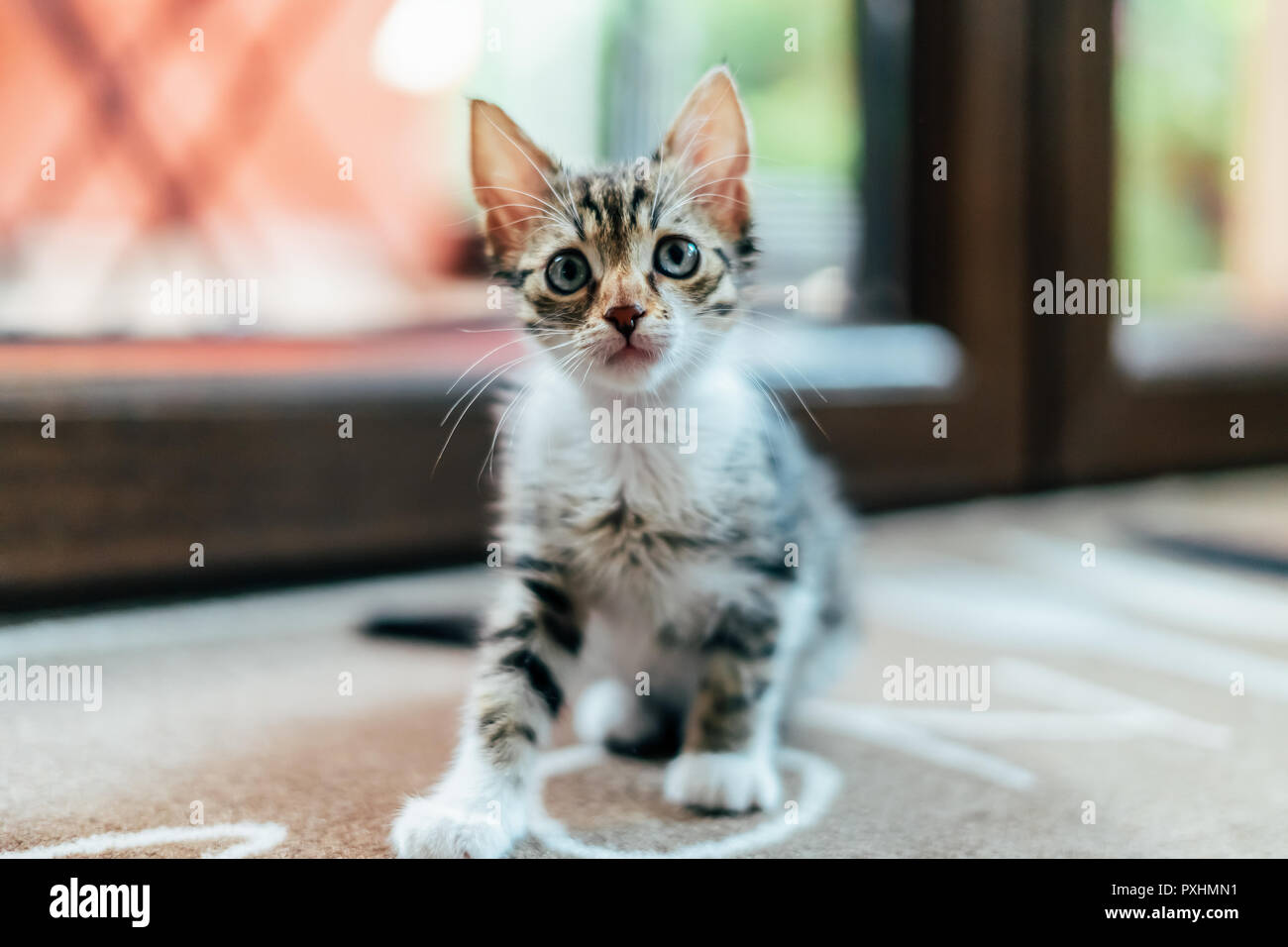 Cute Baby Cat Portrait At Home Stock Photo - Alamy