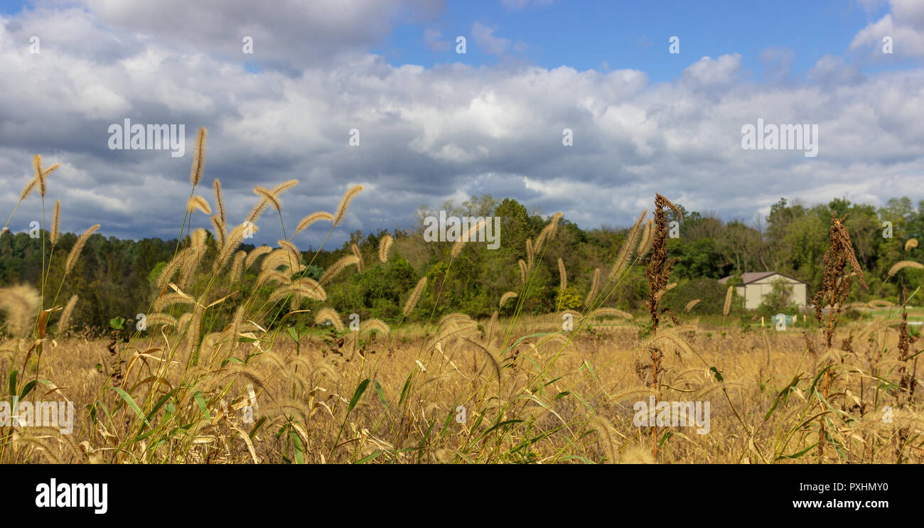 Peaceful Wheat Field Landscape in Rural Baltimore County Maryland Farm ...