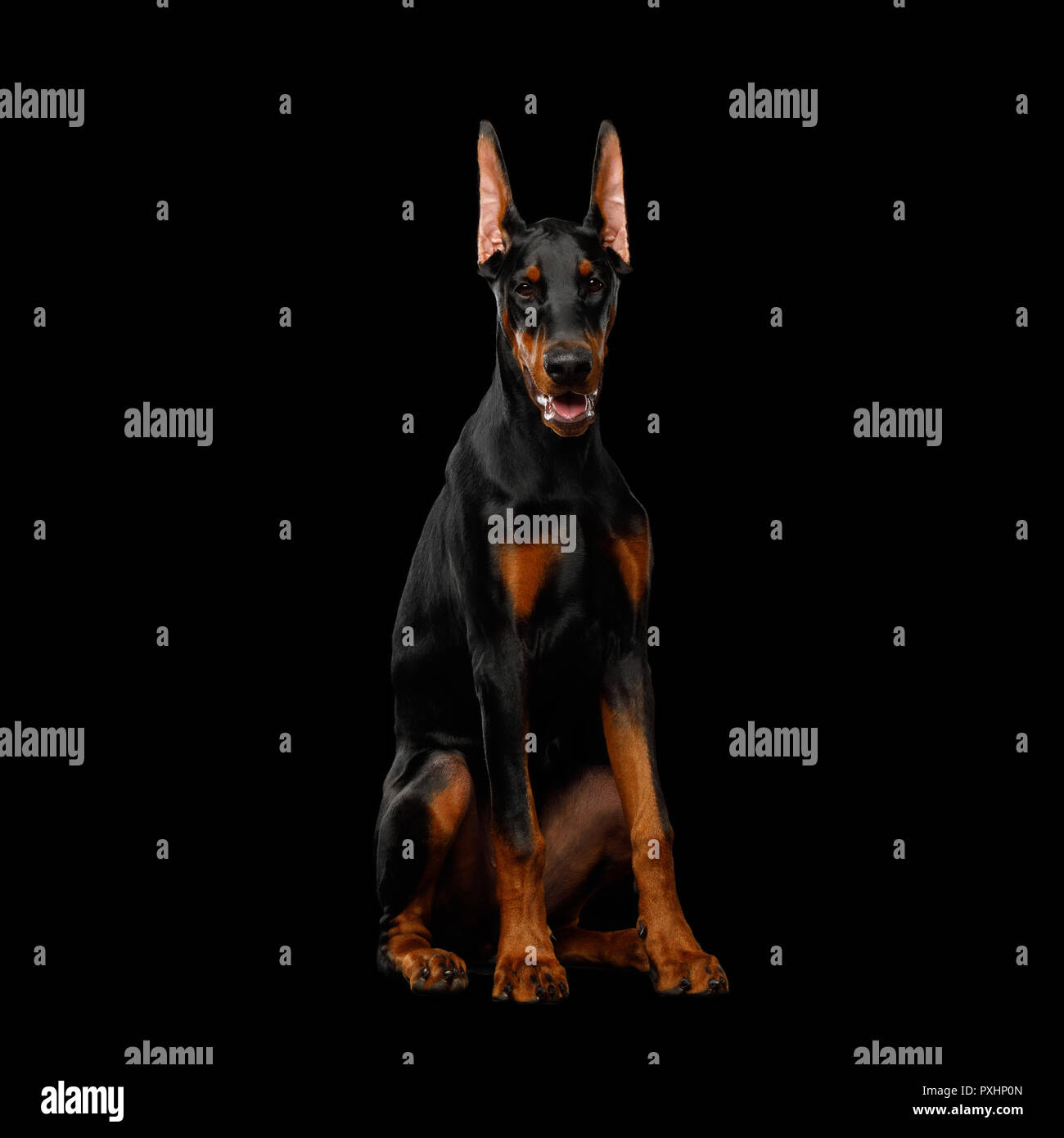 Doberman sitting hi-res stock photography and images - Alamy