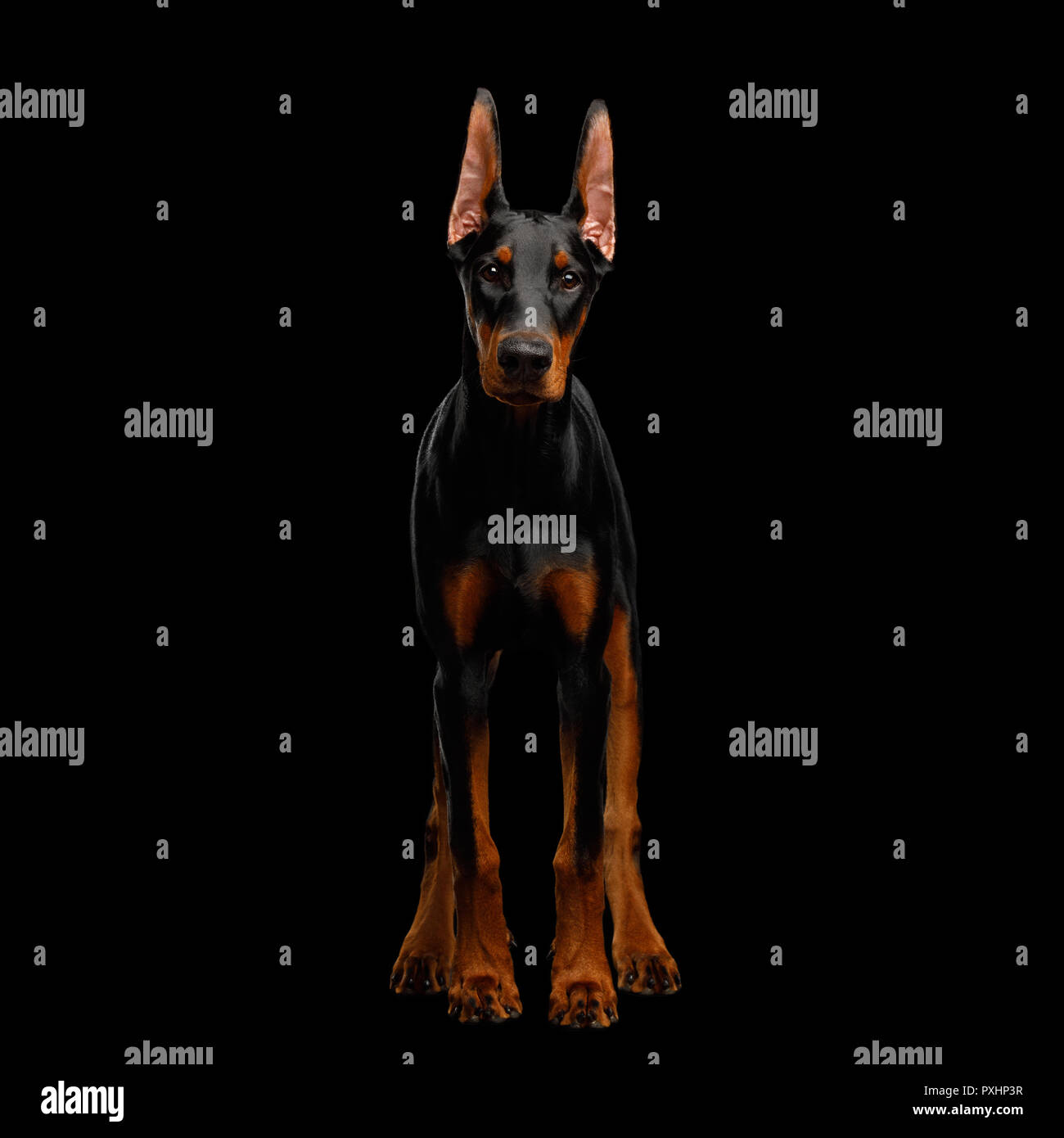 Doberman Dog, Obidient Standing and Looking in Camera., isolated Black ...
