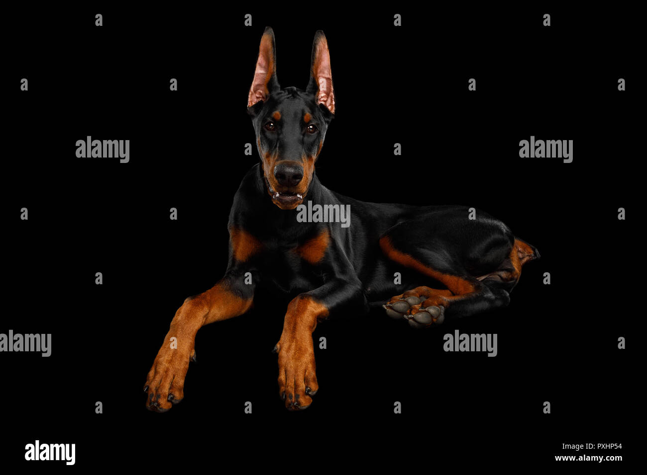 Adorable Doberman Dog, Obidient Lying with paws and Looking in Camera ...