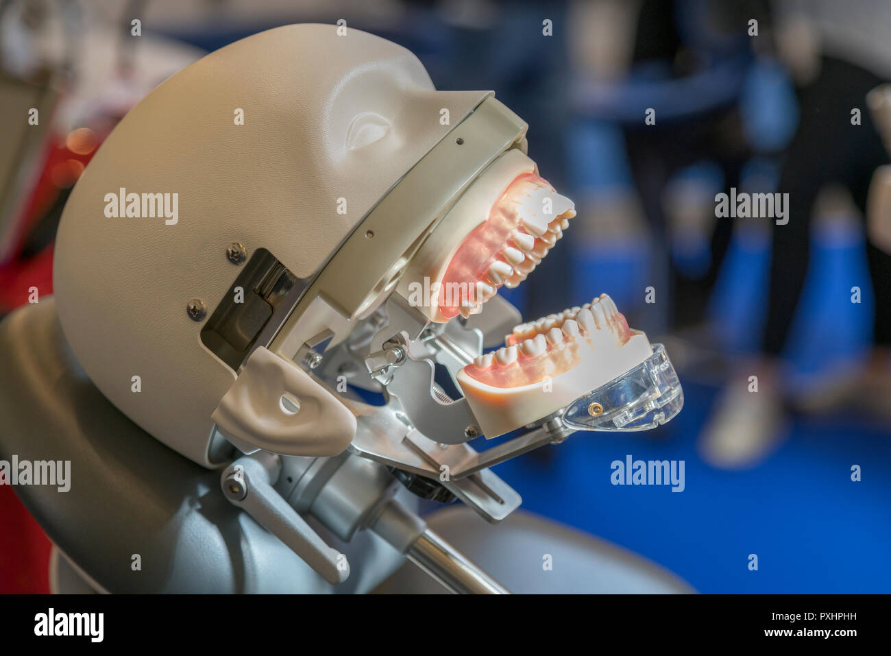 Layout of a human skull with open jaw. The layout of the human jaw ...