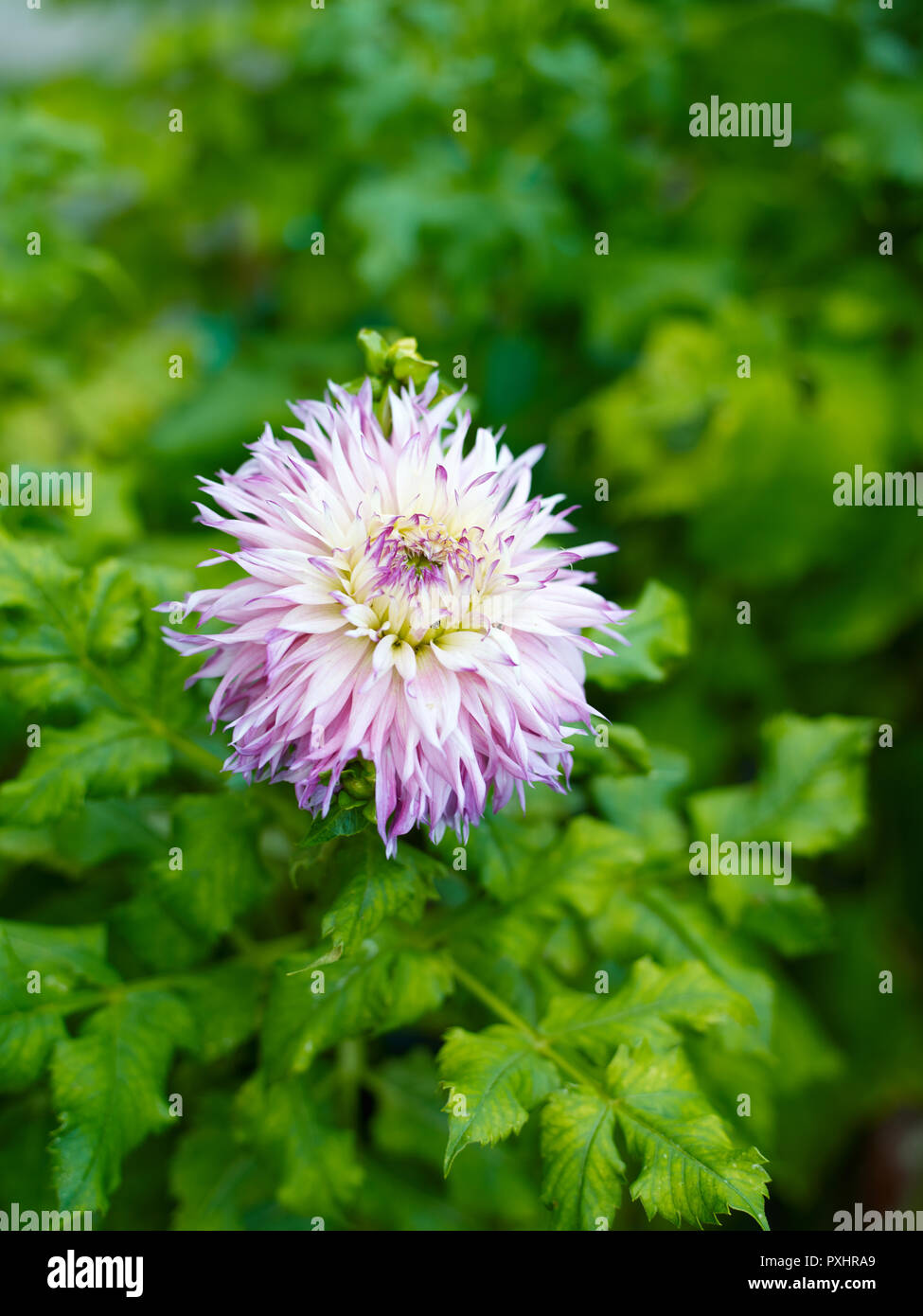 Native to northeastern europe hi-res stock photography and images - Alamy