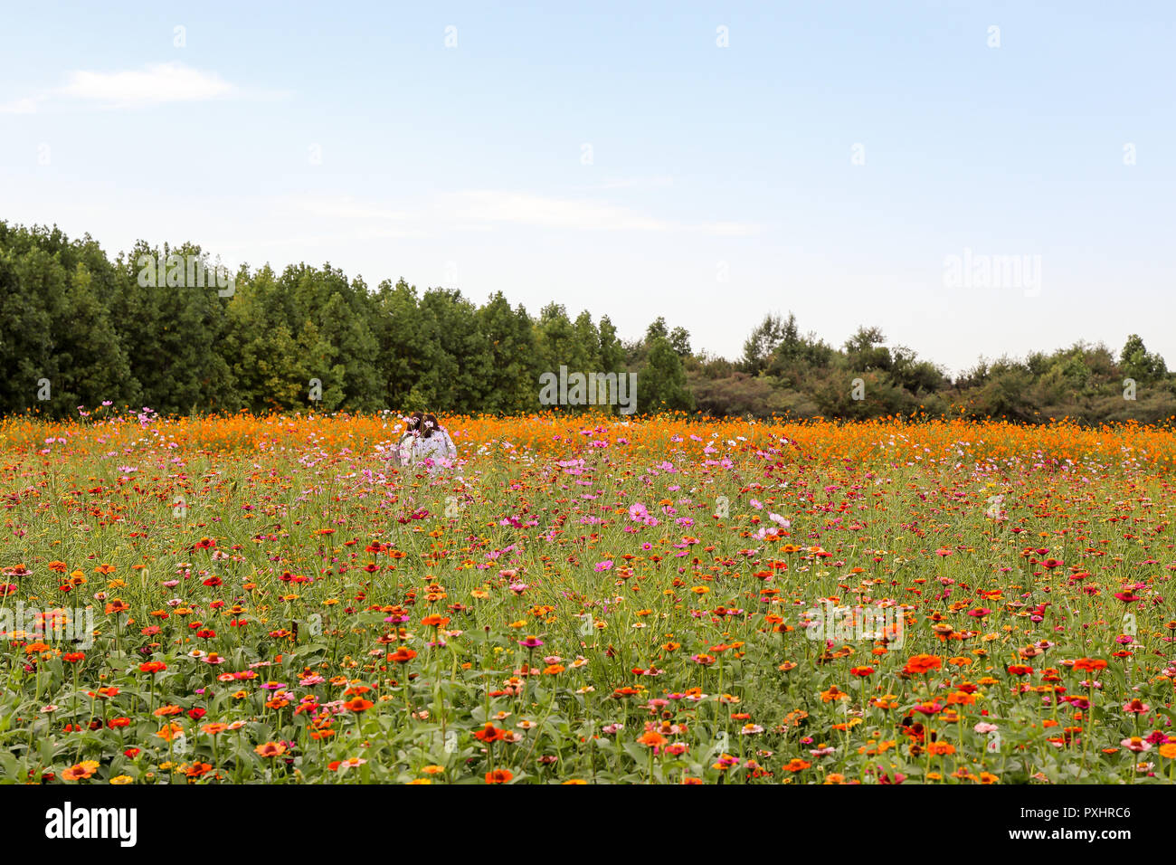Field of cosmos hi-res stock photography and images - Alamy