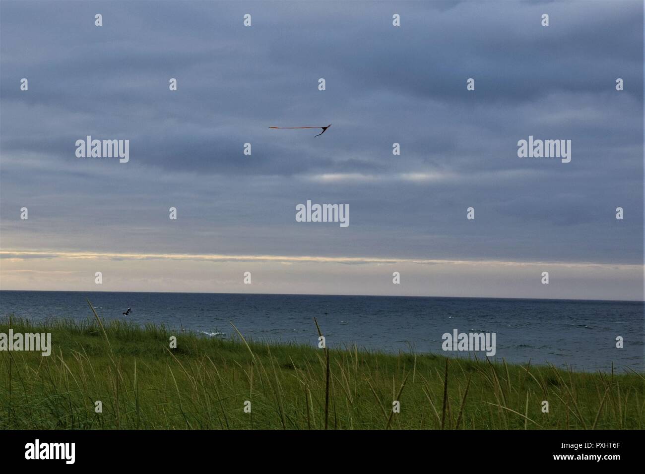 Happy cod hi-res stock photography and images - Alamy